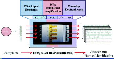 An integrated sample-in-answer-out microfluidic chip for rapid human ...