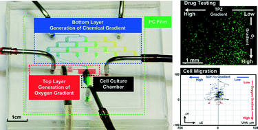 A polydimethylsiloxane–polycarbonate hybrid microfluidic device capable ...