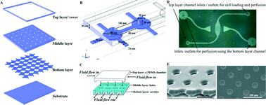 Cell proliferation and migration inside single cell arrays - Lab on a ...
