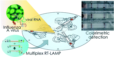 Integration of reverse transcriptase loop-mediated isothermal ...