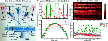 An automated programmable platform enabling multiplex dynamic stimuli delivery and cellular ...