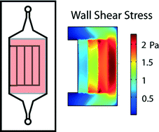 Application of multiple levels of fluid shear stress to endothelial ...