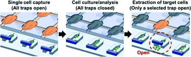 A high-throughput microfluidic single-cell screening platform capable ...
