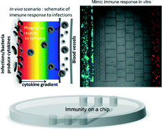 Infection and immunity on a chip: a compartmentalised microfluidic ...