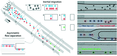 Single stream inertial focusing in a straight microchannel - Lab on a ...