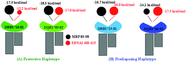 Antigenic peptide molecular recognition by the DRB1–DQB1 haplotype ...