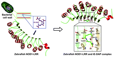 Structural and functional investigation of zebrafish (Danio rerio) NOD1 ...
