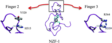 A role for hydrogen bonding in DNA recognition by the non-classical ...