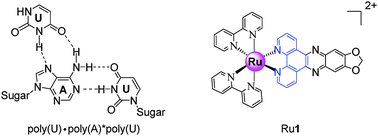 Effect of a Ru(ii) polypyridyl complex [Ru(bpy)2(mdpz)]2+ on the ...