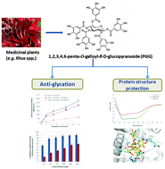 The hydrolyzable gallotannin, penta-O-galloyl-β-d-glucopyranoside ...