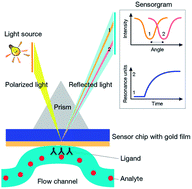 Surface plasmon resonance for the characterization of bacterial ...