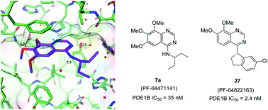 Small-molecule phosphodiesterase probes: discovery of potent and ...