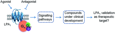 The status of the lysophosphatidic acid receptor type 1 (LPA1R ...