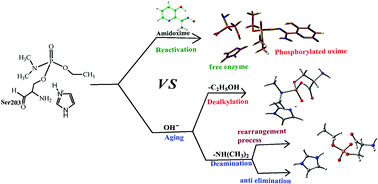In silico study on aging and reactivation processes of tabun conjugated ...