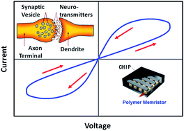Polymer memristor for information storage and neuromorphic applications ...