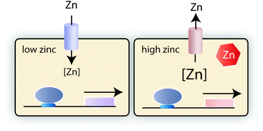 Zinc'ing sensibly: controlling zinc homeostasis at the transcriptional ...