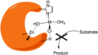 Metal complexes and metalloproteases: targeting conformational diseases ...