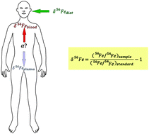 An iron stable isotope comparison between human erythrocytes and plasma ...
