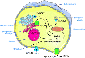 Analyzing free zinc(ii) ion concentrations in cell biology with ...