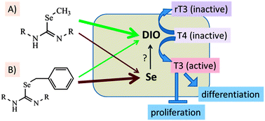 Strong induction of iodothyronine deiodinases by chemotherapeutic ...