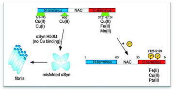 Insights on the interaction of alpha-synuclein and metals in the ...