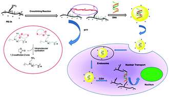 A releasable disulfide carbonate linker for polyethyleneimine (PEI ...