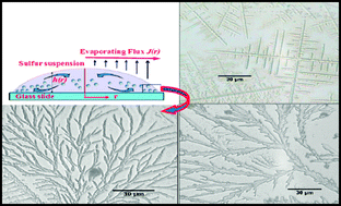 Self-assembly of colloidal sulfur particles on a glass surface from ...
