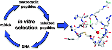 Model foldamers: applications and structures of stable macrocyclic ...