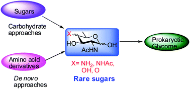 Recent advances in synthesis of bacterial rare sugar building blocks ...