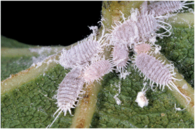 Chemistry of the pheromones of mealybug and scale insects - Natural ...
