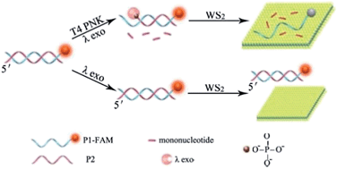 A WS2 nanosheet based sensing platform for highly sensitive detection ...