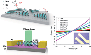 CVD synthesis of large-area, highly crystalline MoSe2 atomic layers on ...