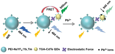A novel upconversion, fluorescence resonance energy transfer biosensor ...
