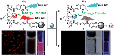 Europium(iii) complex-functionalized magnetic nanoparticle as a ...