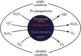 pH dependent catalytic activities of platinum nanoparticles with ...
