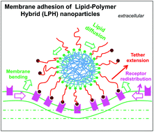 Receptor-mediated membrane adhesion of lipid–polymer hybrid (LPH ...