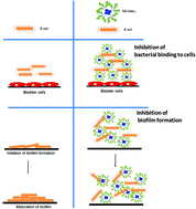 Inhibition of type 1 fimbriae-mediated Escherichia coli adhesion and ...
