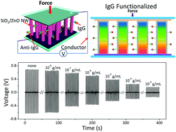 Highly stable piezo-immunoglobulin-biosensing of a SiO2/ZnO ...