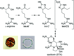 Synthesis and identification of proposed biosynthetic intermediates of ...