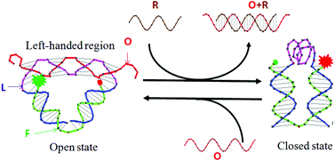 A nanomotor involves a metastable, left-handed DNA duplex - Organic ...
