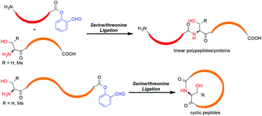 Development and application of serine/threonine ligation for synthetic ...
