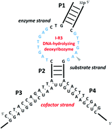 Allosteric control of a DNA-hydrolyzing deoxyribozyme with short ...