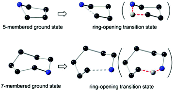 SN2 regioselectivity in the esterification of 5- and 7-membered ...