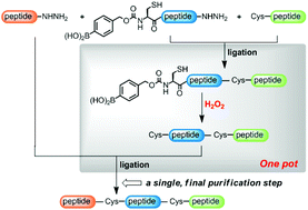 One-pot native chemical ligation of peptide hydrazides enables total ...