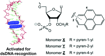 Recognition of double-stranded DNA using energetically activated ...