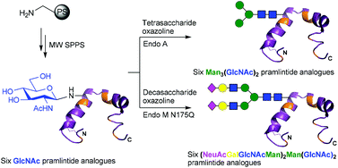 Convergent chemoenzymatic synthesis of a library of glycosylated ...