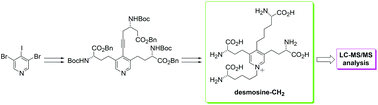 Synthesis and LC-MS/MS analysis of desmosine-CH2, a potential internal ...