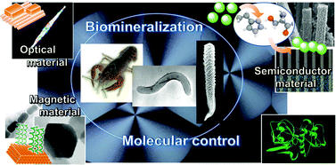 Biomineralization-inspired synthesis of functional organic/inorganic ...