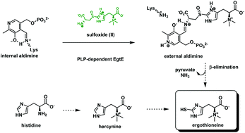 Improved synthesis of the super antioxidant, ergothioneine, and its ...