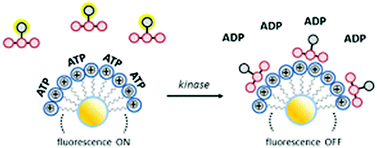 Label-free fluorescence detection of kinase activity using a gold ...